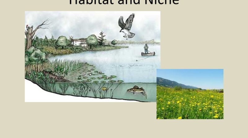 What is the Difference between Habitat and Niche | Well Explained Article