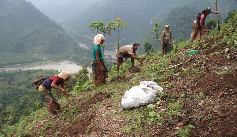 What is Shifting Cultivation? | Advantage and Disadvantage